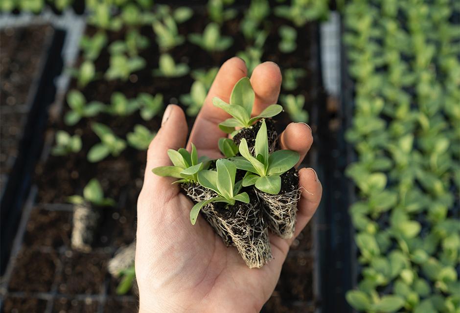 Program: Horticulture - Long Beach City College